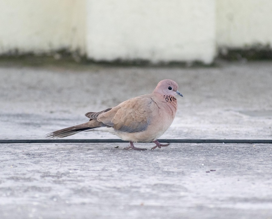 Dove Feathers Ringed Doves - Free photo on Pixabay