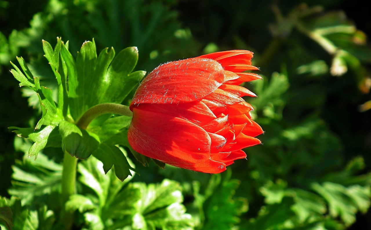 Anemones Anemone Red - Free photo on Pixabay - Pixabay