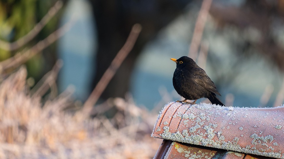Blackbird Nature Animal - Free photo on Pixabay