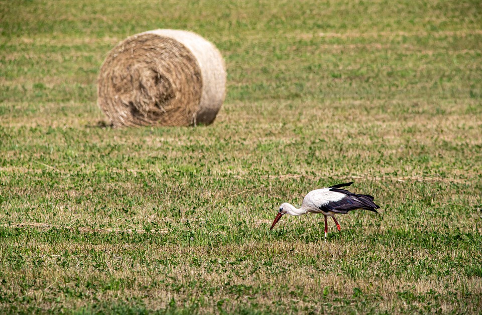 Weißer Storch Gras Vogel Ciconia - Kostenloses Foto auf Pixabay