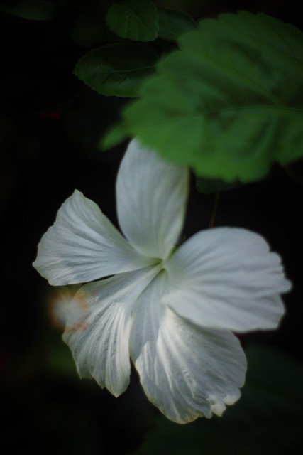 Hibiscus Flower Plant White - Free photo on Pixabay - Pixabay