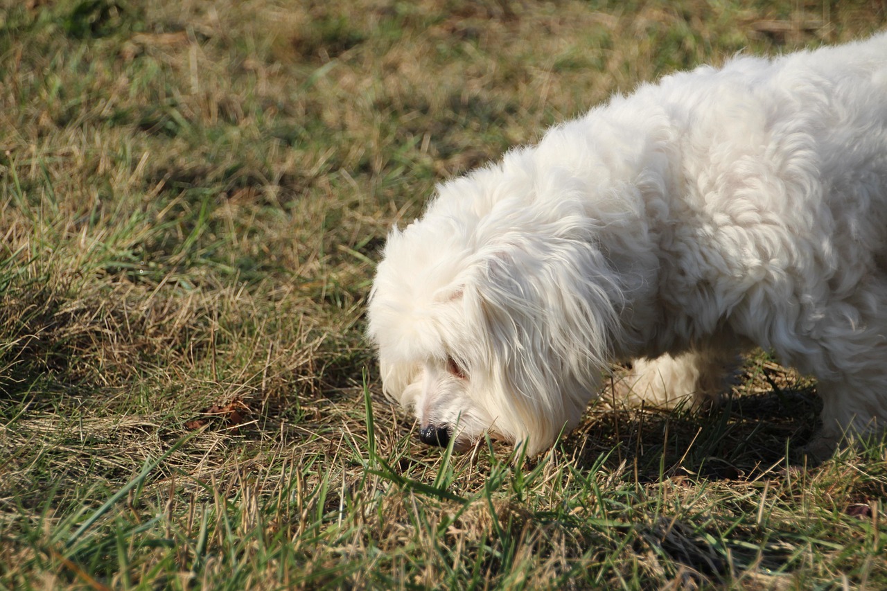 Perro Coton De Tulear Hierba Al - Foto gratis en Pixabay - Pixabay