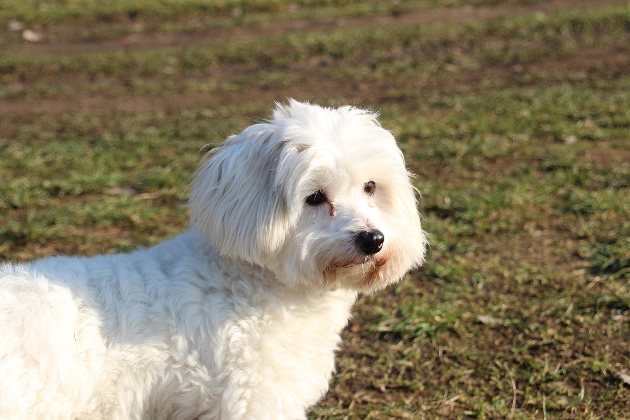 Perro Coton De Tulear Hierba Al - Foto gratis en Pixabay - Pixabay