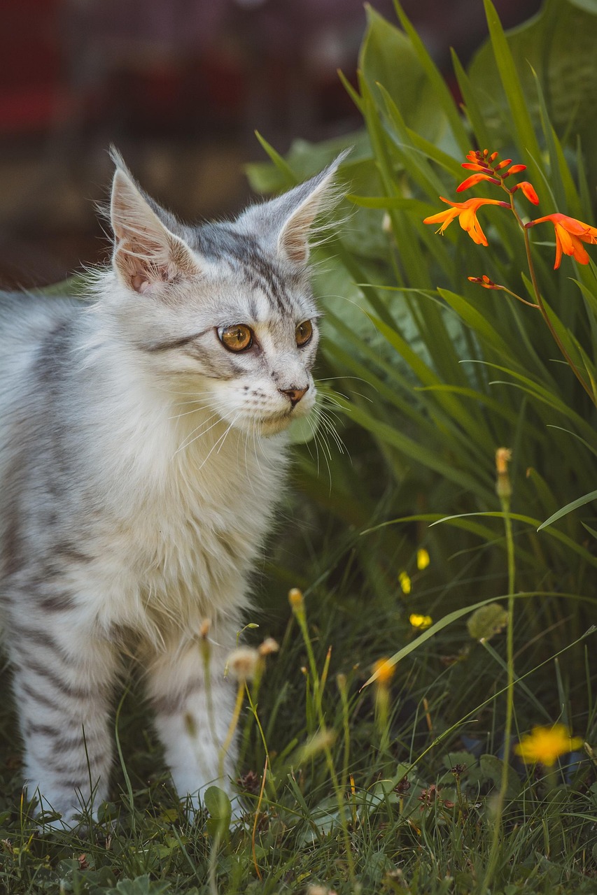 Gato Doméstico Animais - Foto gratuita no Pixabay