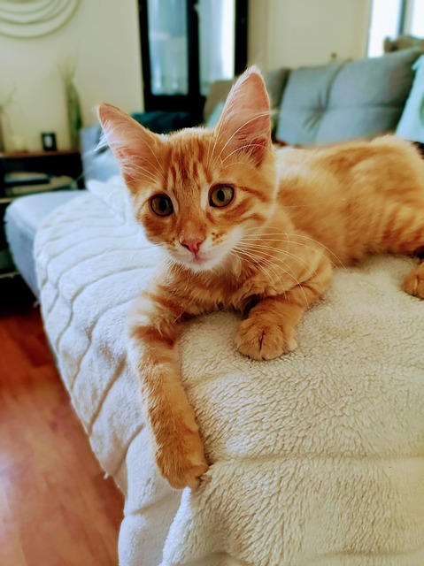 Kitten Animal Roux - Free photo on Pixabay - Pixabay