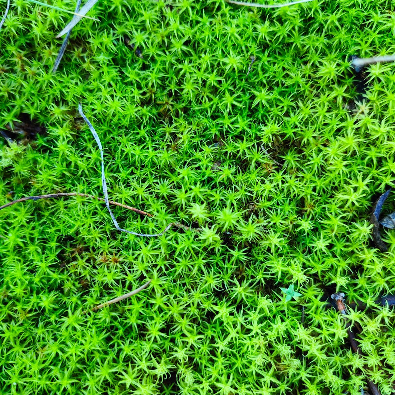Mousse Floresta Natureza - Foto gratuita no Pixabay
