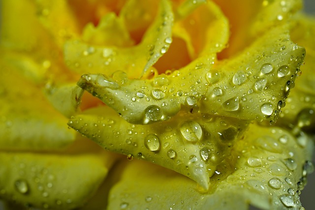Bunga Mawar Kuning Kelopak Rintik - Foto gratis di Pixabay - Pixabay