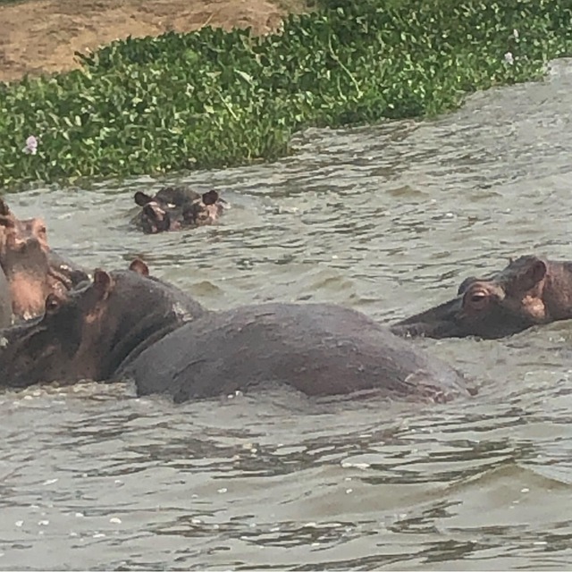 Hippo Eyes Head Wildlife - Free photo on Pixabay
