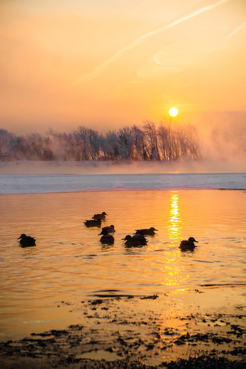 Duck Birds Frost - Free photo on Pixabay - Pixabay