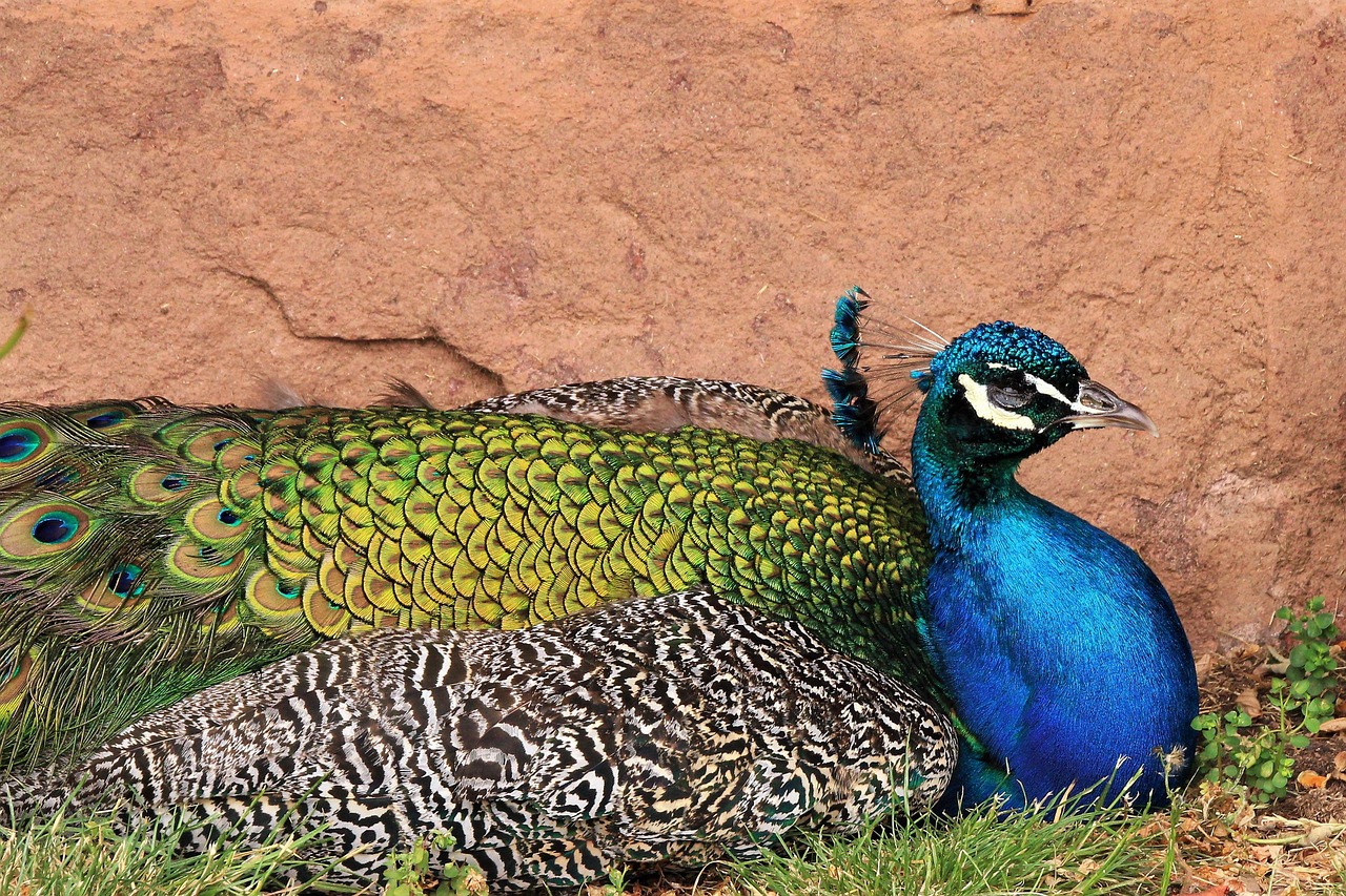 Pfau Feder Gefieder - Kostenloses Foto auf Pixabay - Pixabay