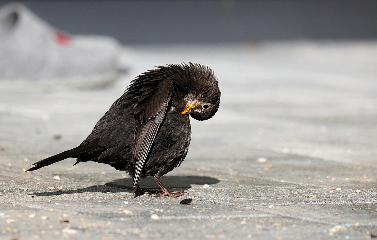 Plus de 2 images de Putziger et de Animal - Pixabay