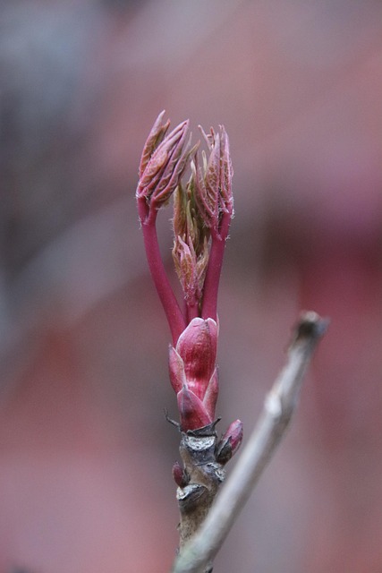 Le Printemps Nature Direction - Photo gratuite sur Pixabay