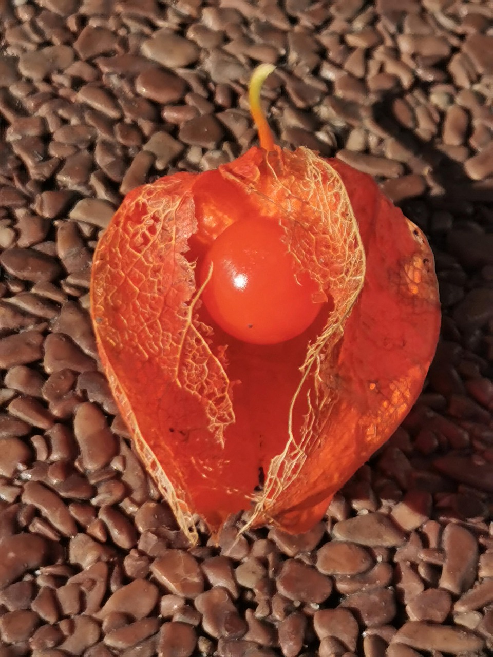 Fleur De Lampion Physalis Fruit - Photo gratuite sur Pixabay - Pixabay