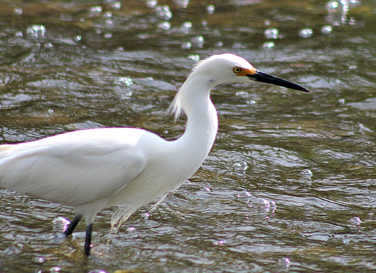 Bird Egret Animal - Free photo on Pixabay - Pixabay
