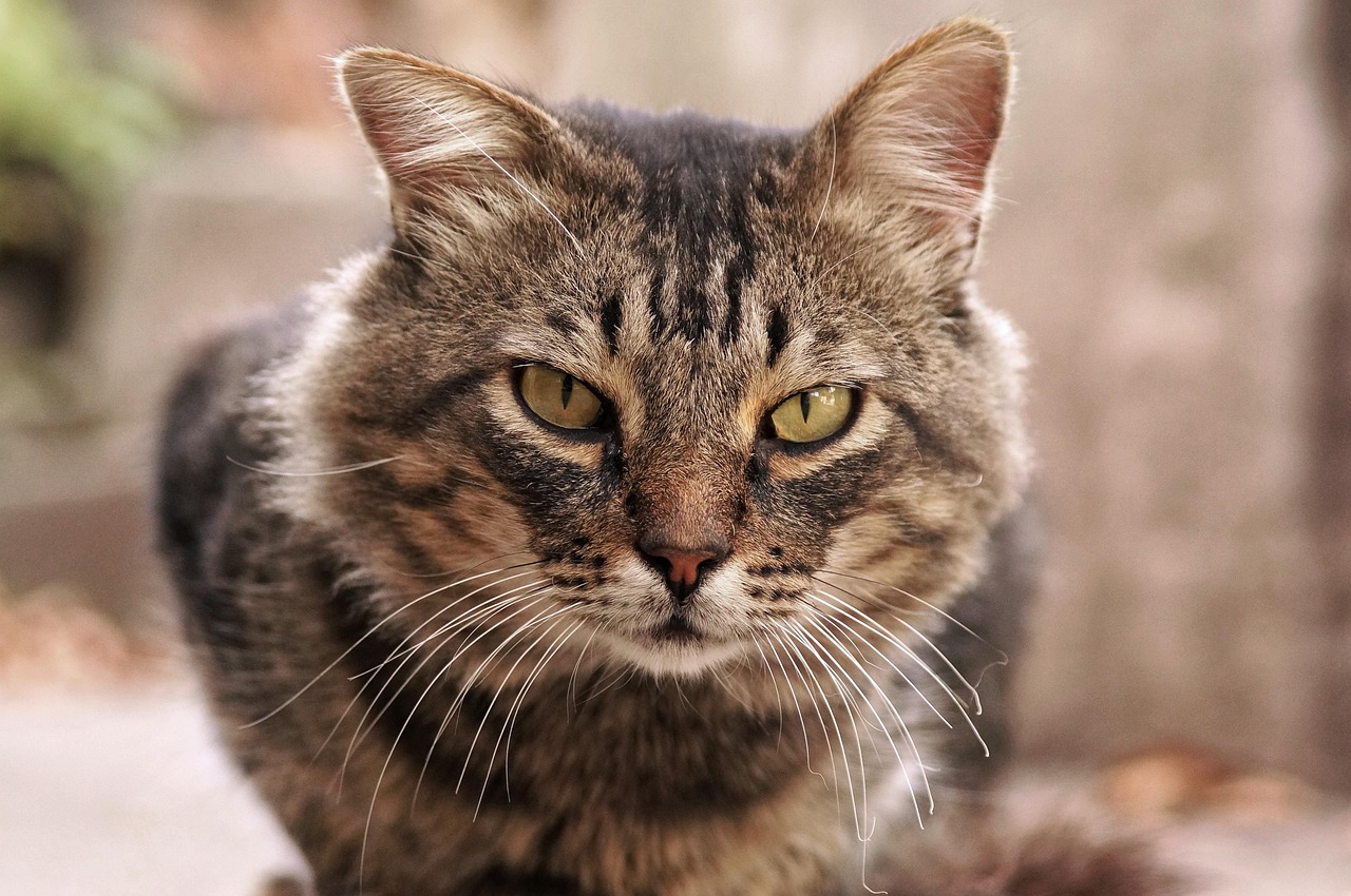 Cat Feline Whiskers - Free photo on Pixabay - Pixabay