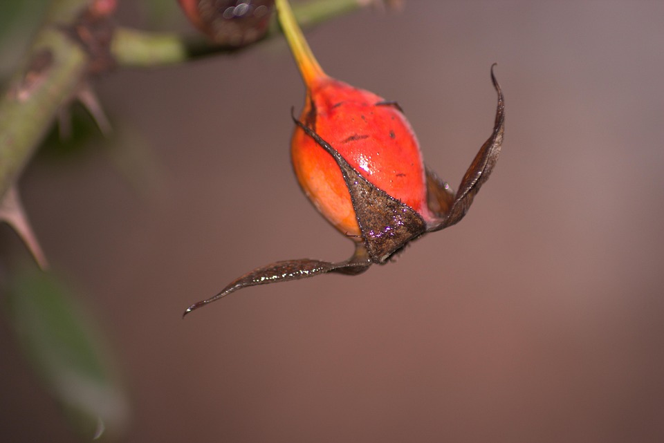 Red Plant Mace - Free photo on Pixabay - Pixabay