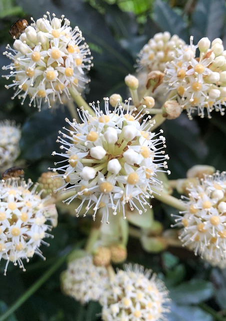 Australie Fleur Australienne - Photo gratuite sur Pixabay - Pixabay