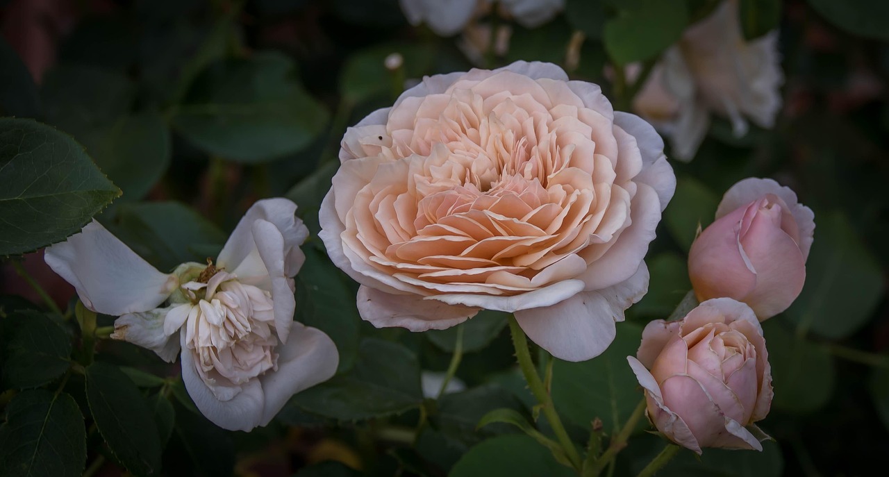 Pink Bush - Free photo on Pixabay - Pixabay