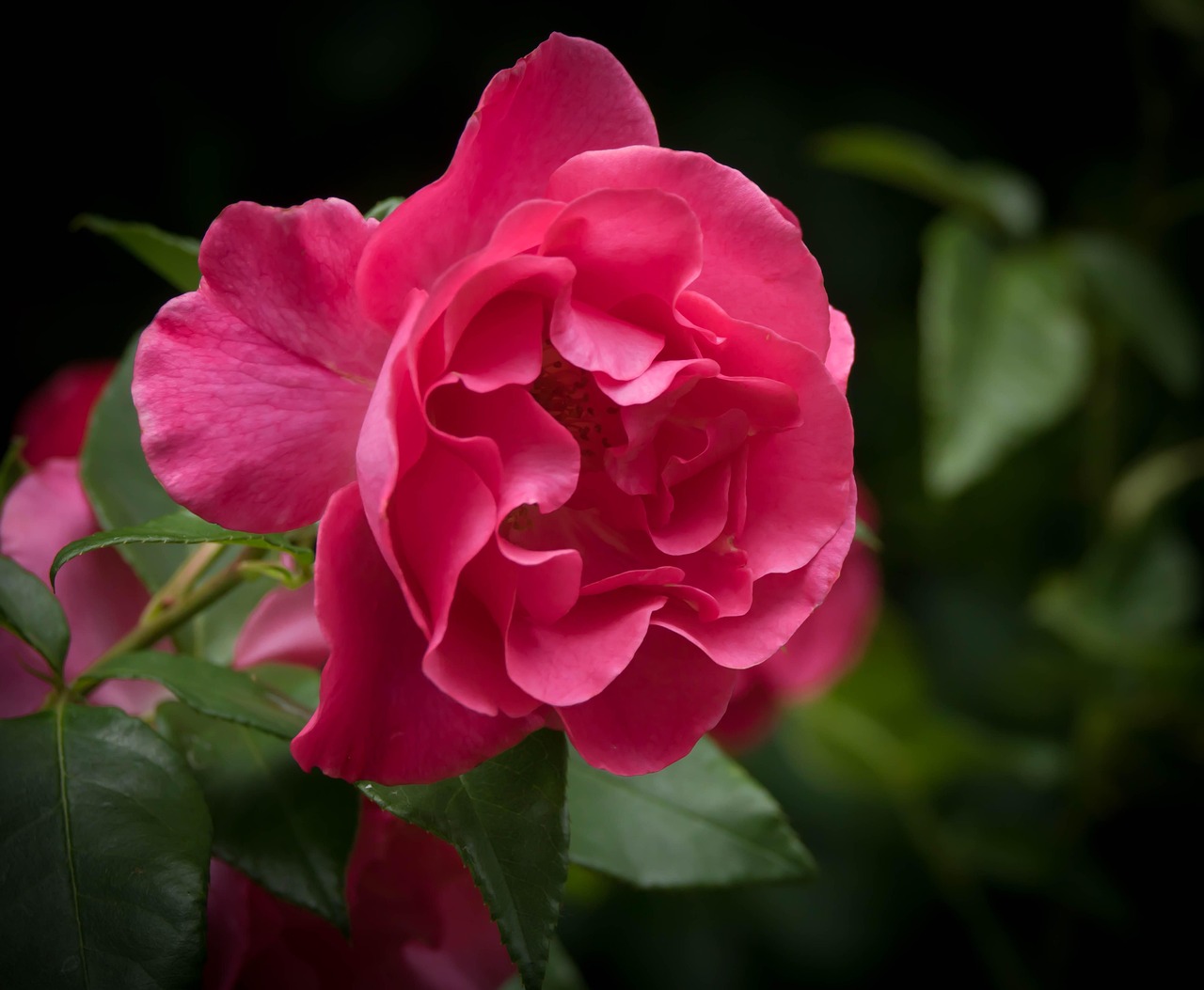 Rose - Photo gratuite sur Pixabay - Pixabay