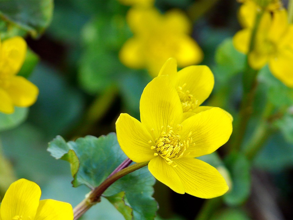 Buttercup Yellow Flowers - Free photo on Pixabay - Pixabay
