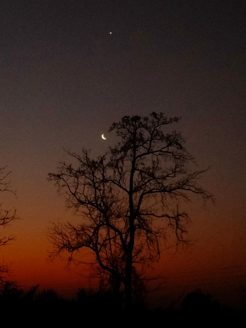 Morning Moon Tree - Free photo on Pixabay - Pixabay