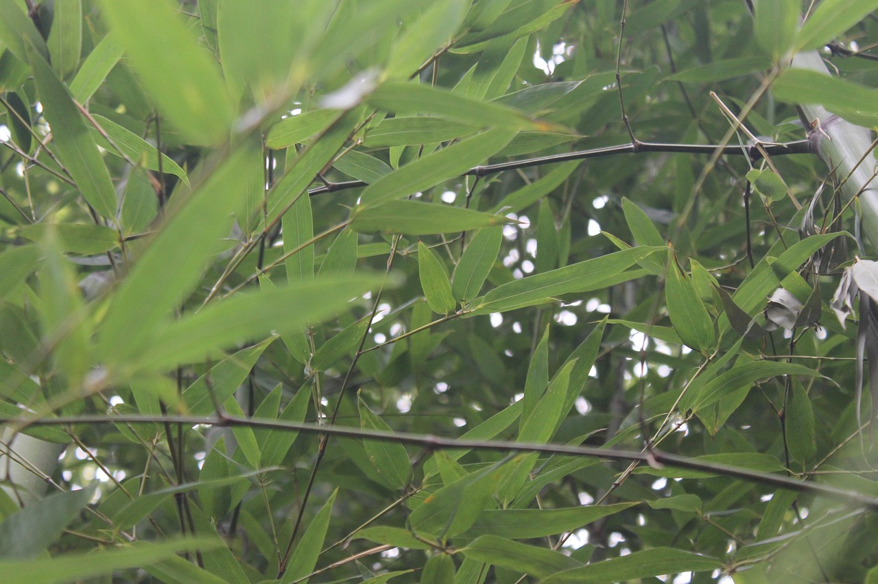 Bamboo Nature Forest - Free photo on Pixabay - Pixabay
