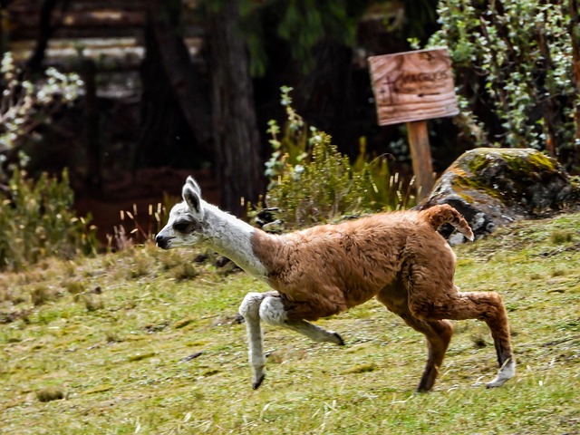 Animal Chamadas Reprodução - Foto gratuita no Pixabay - Pixabay