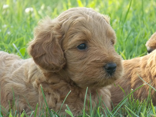 Puppy Goldendoodle Dog - Free photo on Pixabay
