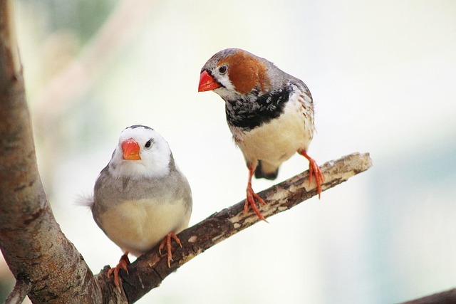 Zebra Finch Bird - Free photo on Pixabay