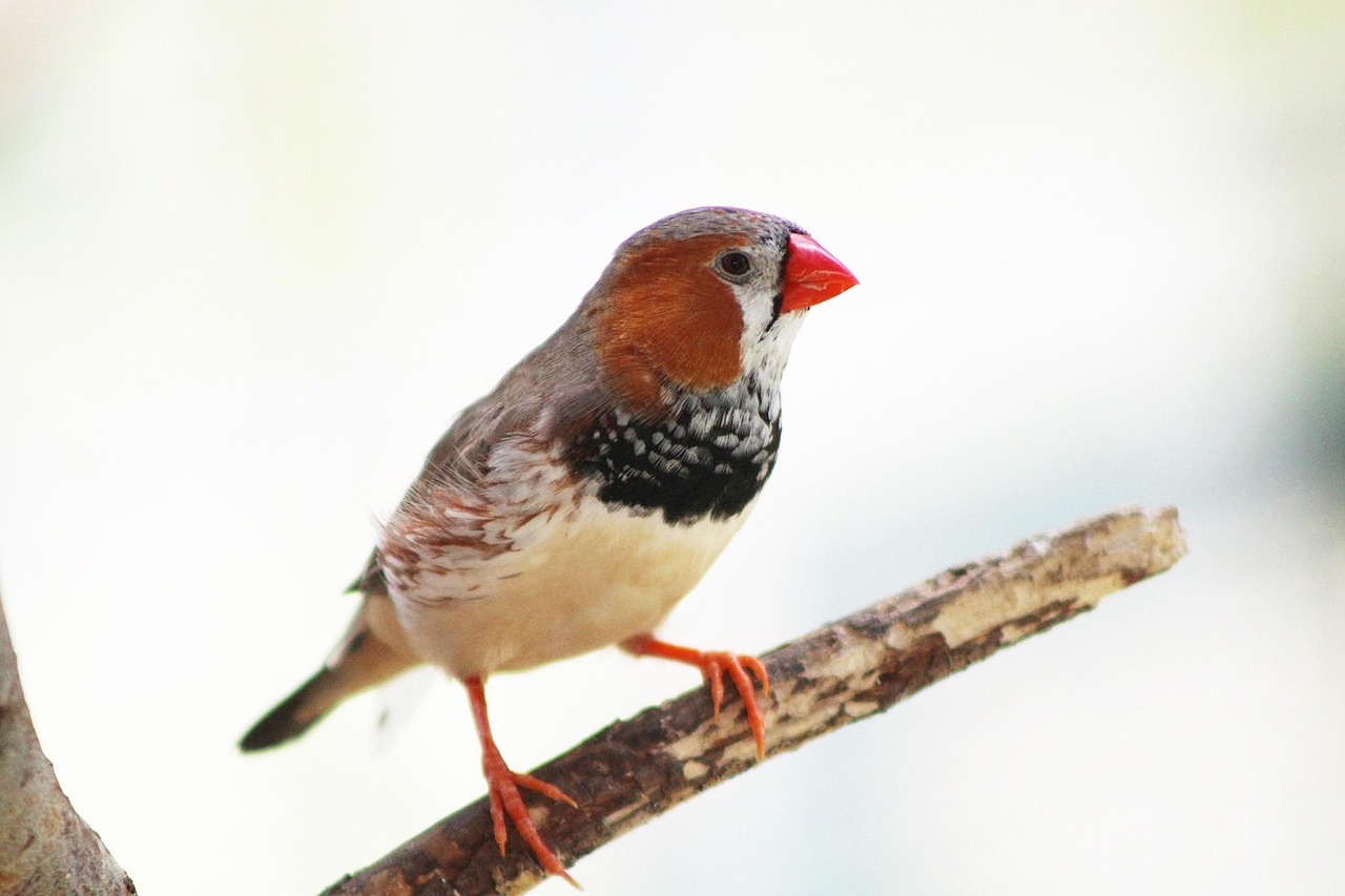 1,000+ Free Finch & Bird Images - Pixabay