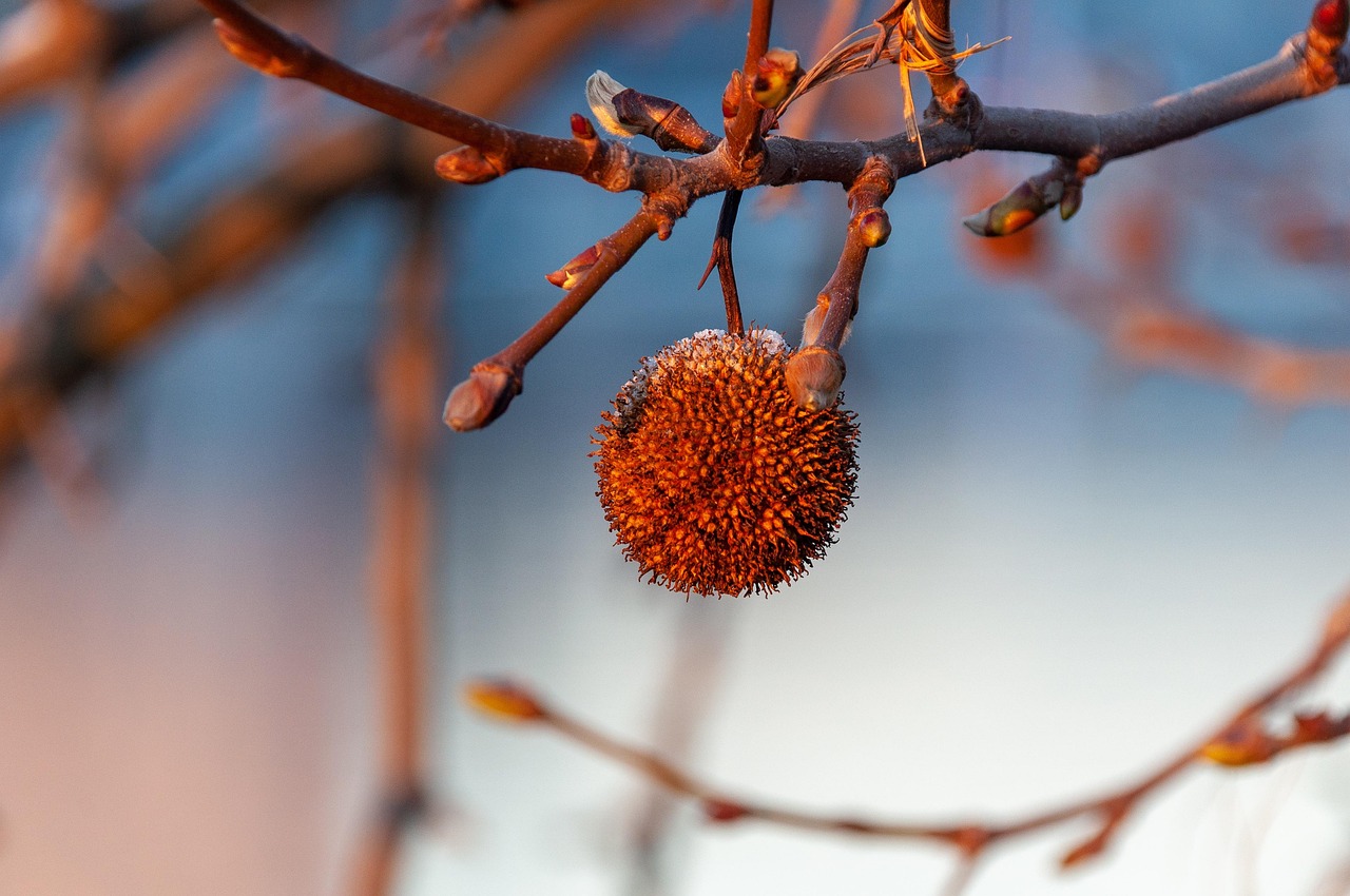 40,000+ Free Sycamore Tree & Sycamore Images - Pixabay