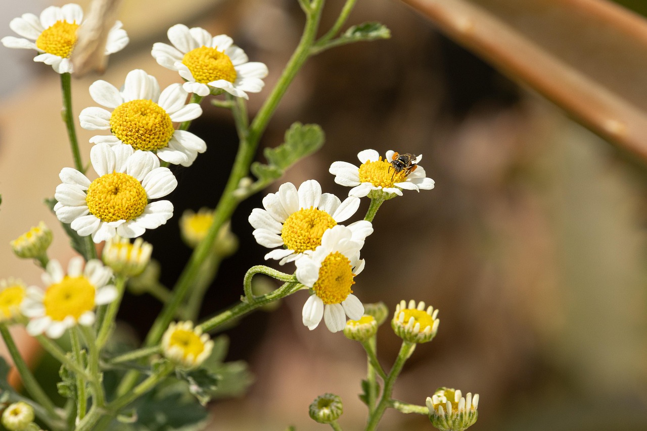 Discover and download free images - Pixabay