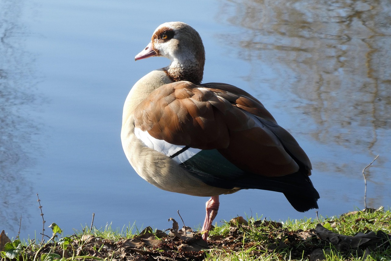 Egyptian Goose Waterfowl Animal - Free photo on Pixabay