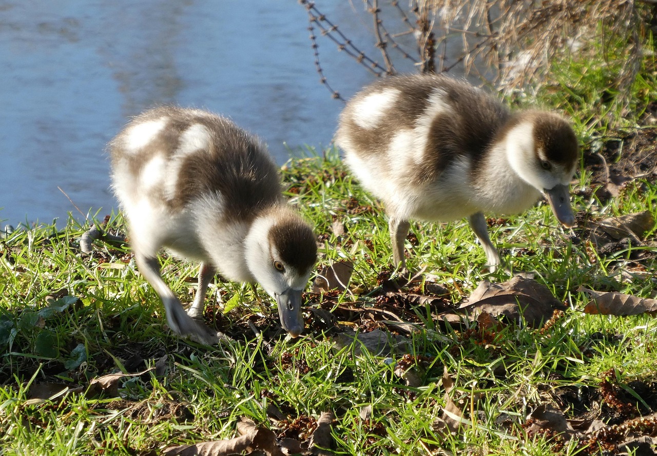 Egyptian Geese Young - Free photo on Pixabay