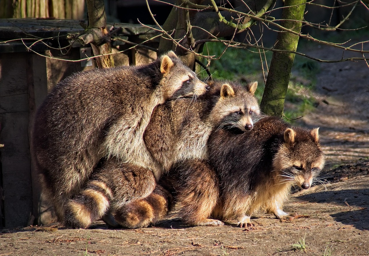 700+ Raccoon Pictures & Images [HD] - Pixabay