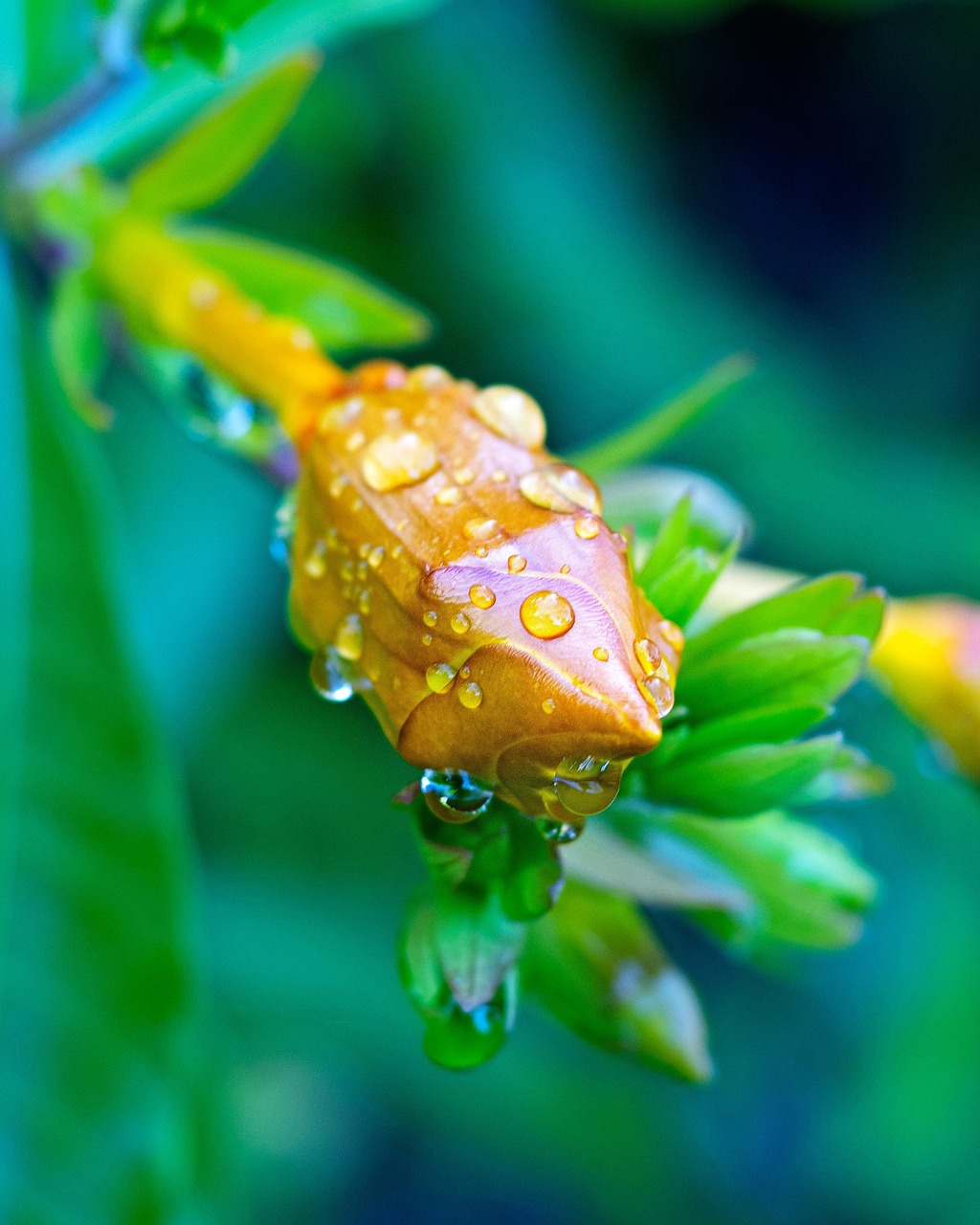 Flower Rain Dew - Free photo on Pixabay