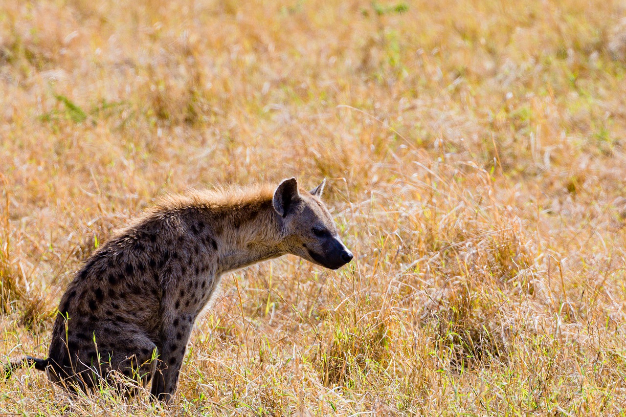 Hyena Wild Animals Wilderness - Free photo on Pixabay