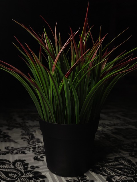 Plantes Gazon Plante En Pot À - Photo gratuite sur Pixabay - Pixabay