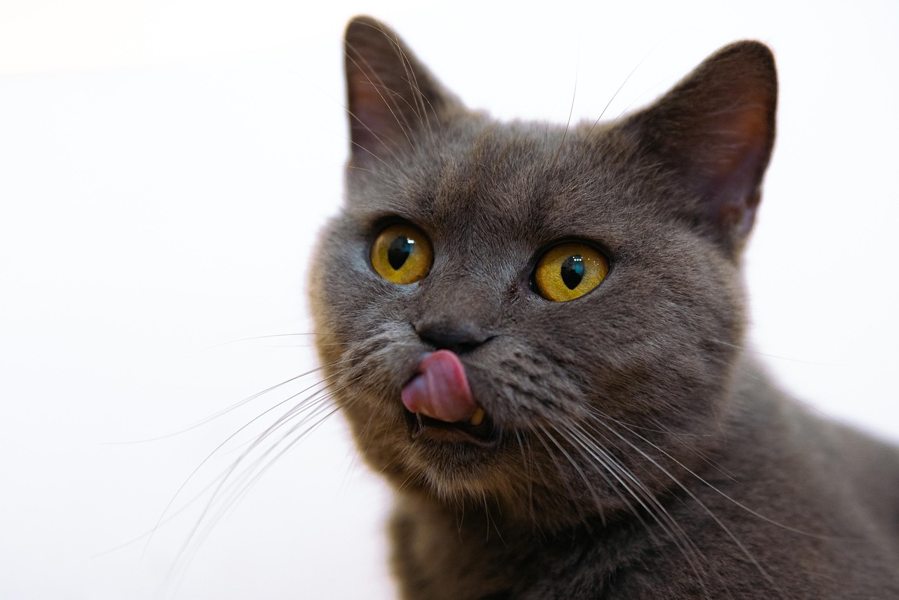 Cat Feline Pet Young - Free photo on Pixabay - Pixabay