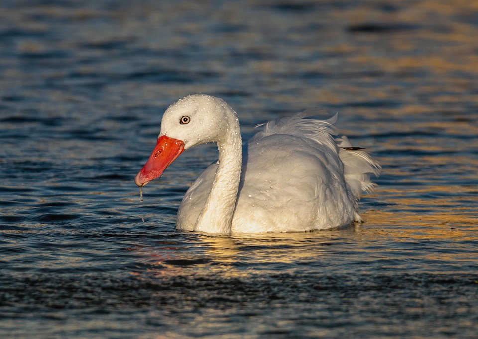 Cygne Coscoroba Ornithologie - Photo gratuite sur Pixabay