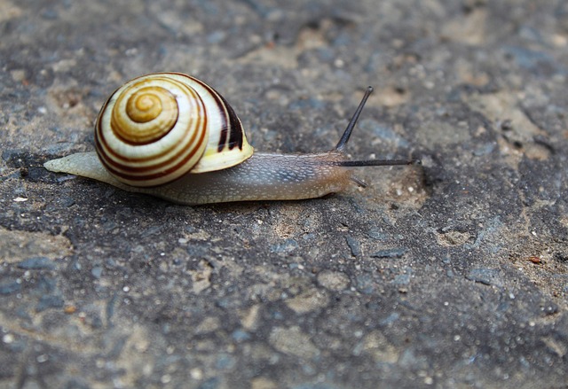 Siput Kebun Moluska Cangkang - Foto gratis di Pixabay - Pixabay