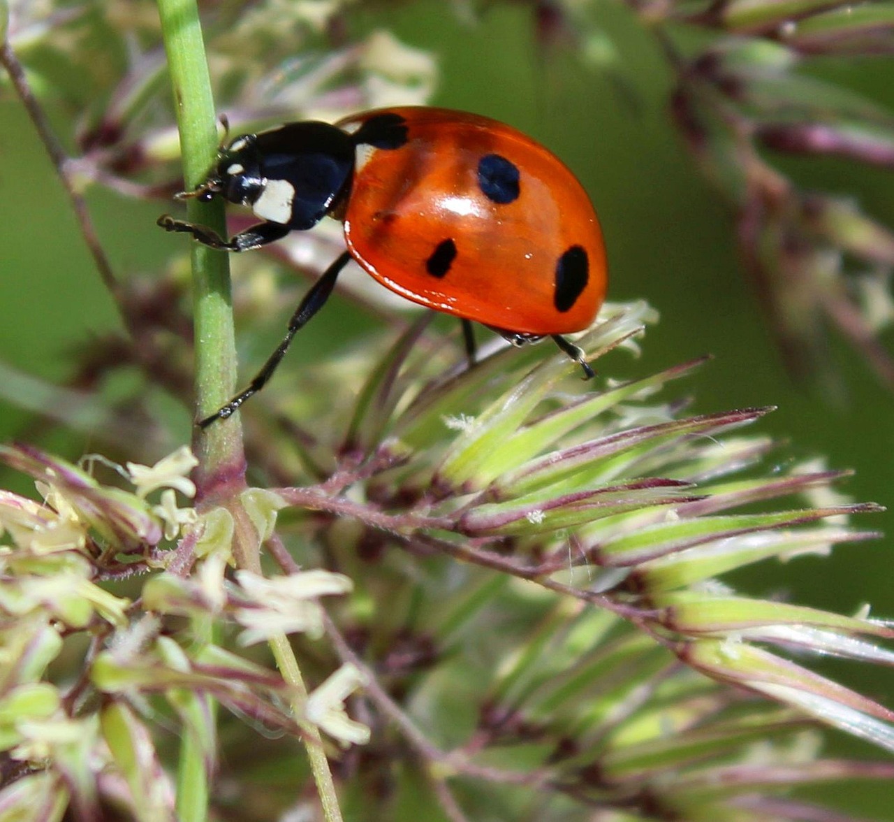 Ladybug Seven Spotted Mottled Free Photo On Pixabay Pixabay