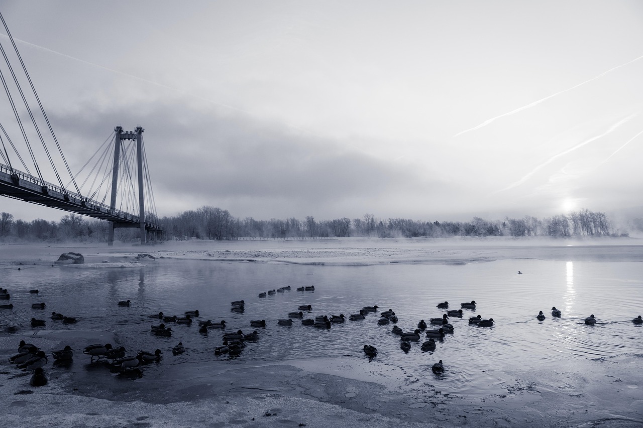 Duck Birds Frost - Free photo on Pixabay