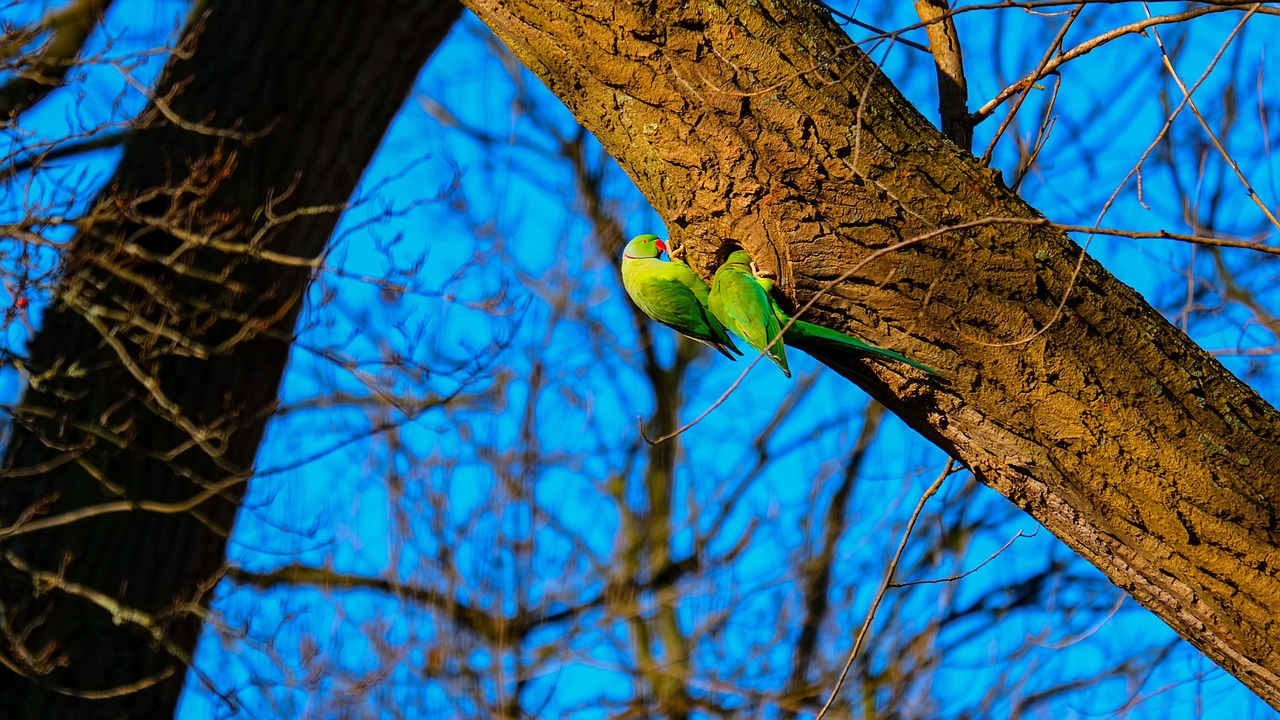 Perroquet Arbre Oiseau - Photo gratuite sur Pixabay - Pixabay