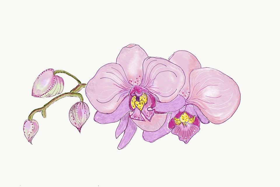 Orchid Flower Painting - Free image on Pixabay