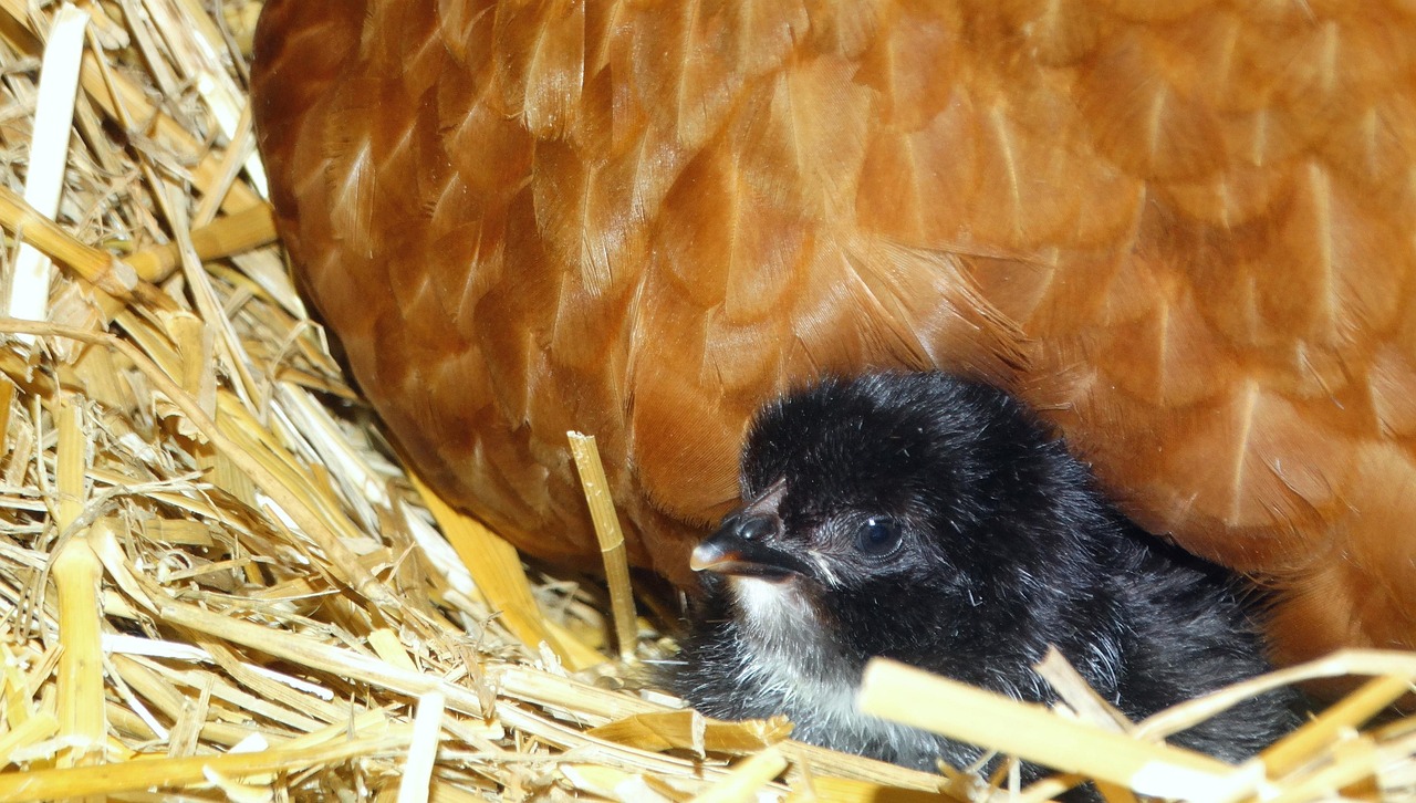 Polluelo Gallina Vuelos Patio De - Foto gratis en Pixabay - Pixabay