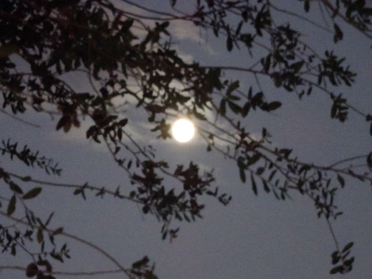 Vollmond Mondlicht Baum - Kostenloses Foto auf Pixabay - Pixabay