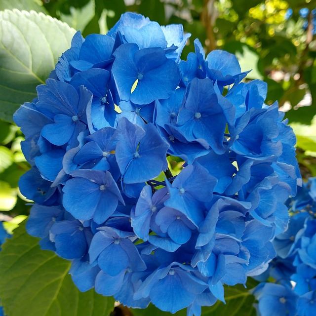 Flor Azul - Foto gratuita no Pixabay - Pixabay
