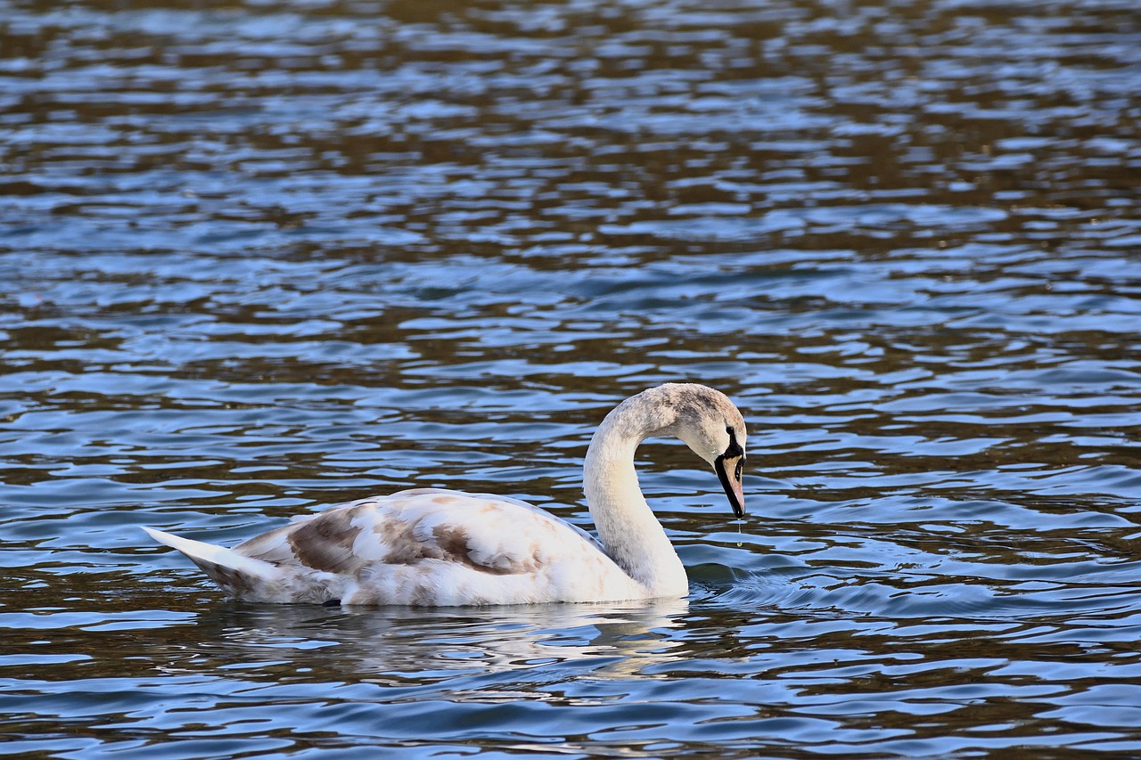 Mute Swan Cub Ornithology - Free photo on Pixabay