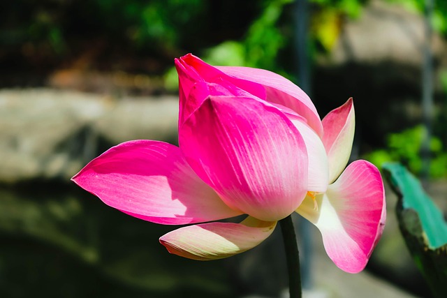 Lotus Flower Peaceful - Free photo on Pixabay - Pixabay